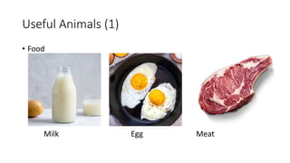 Useful and harmful Animals.pptx