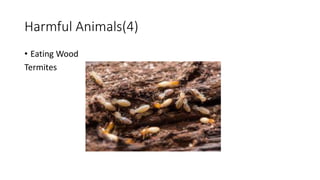 Useful and harmful Animals.pptx