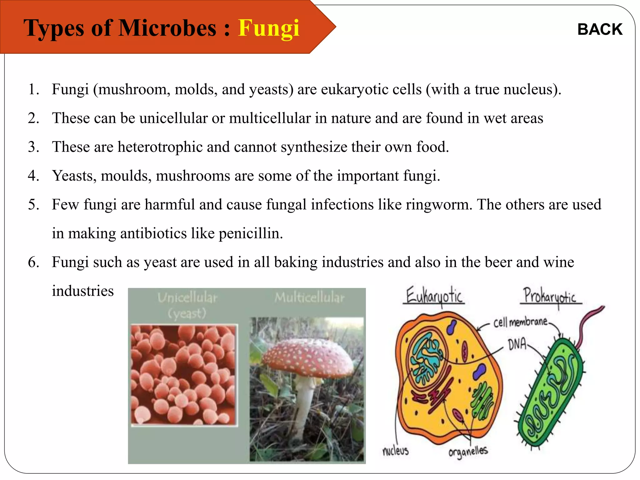 Useful and harmful microbes - Part I | PPTX