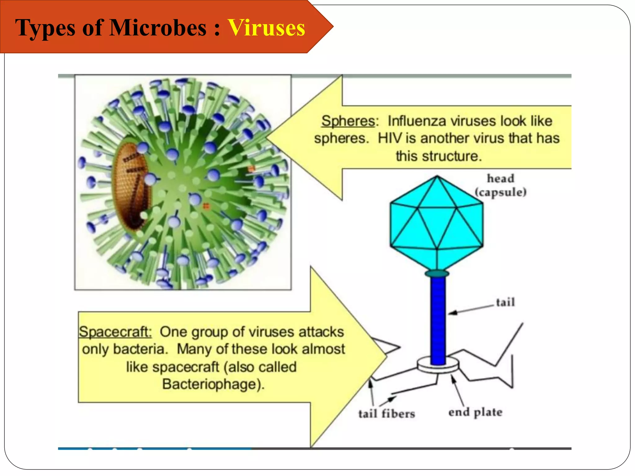 Useful and harmful microbes - Part I | PPTX