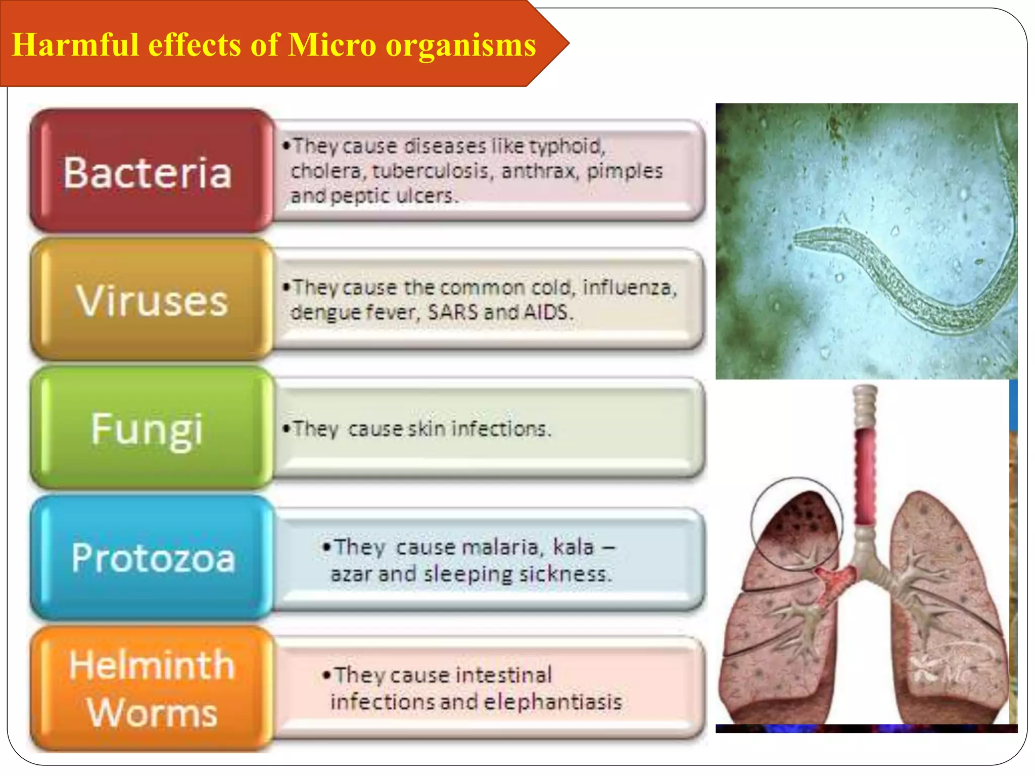 Useful and harmful microbes - Part I | PPTX