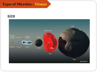 Useful and harmful microbes - Part I | PPTX