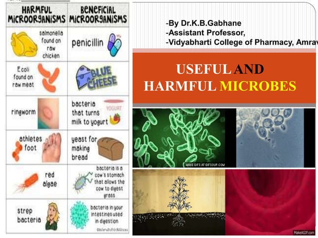 Useful and harmful microbes - Part I | PPT