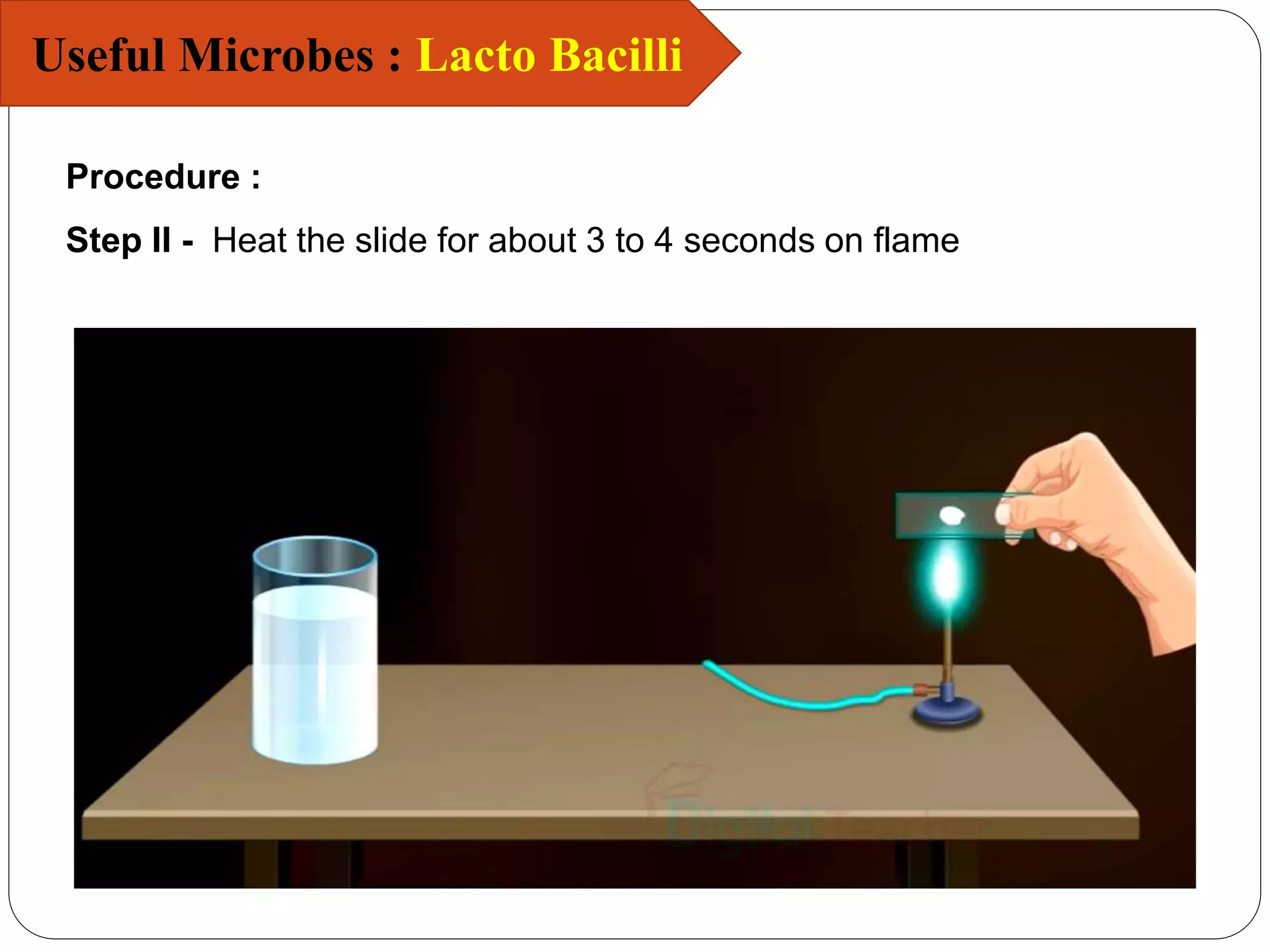 Useful microbes - Lactobacilli | PPTX