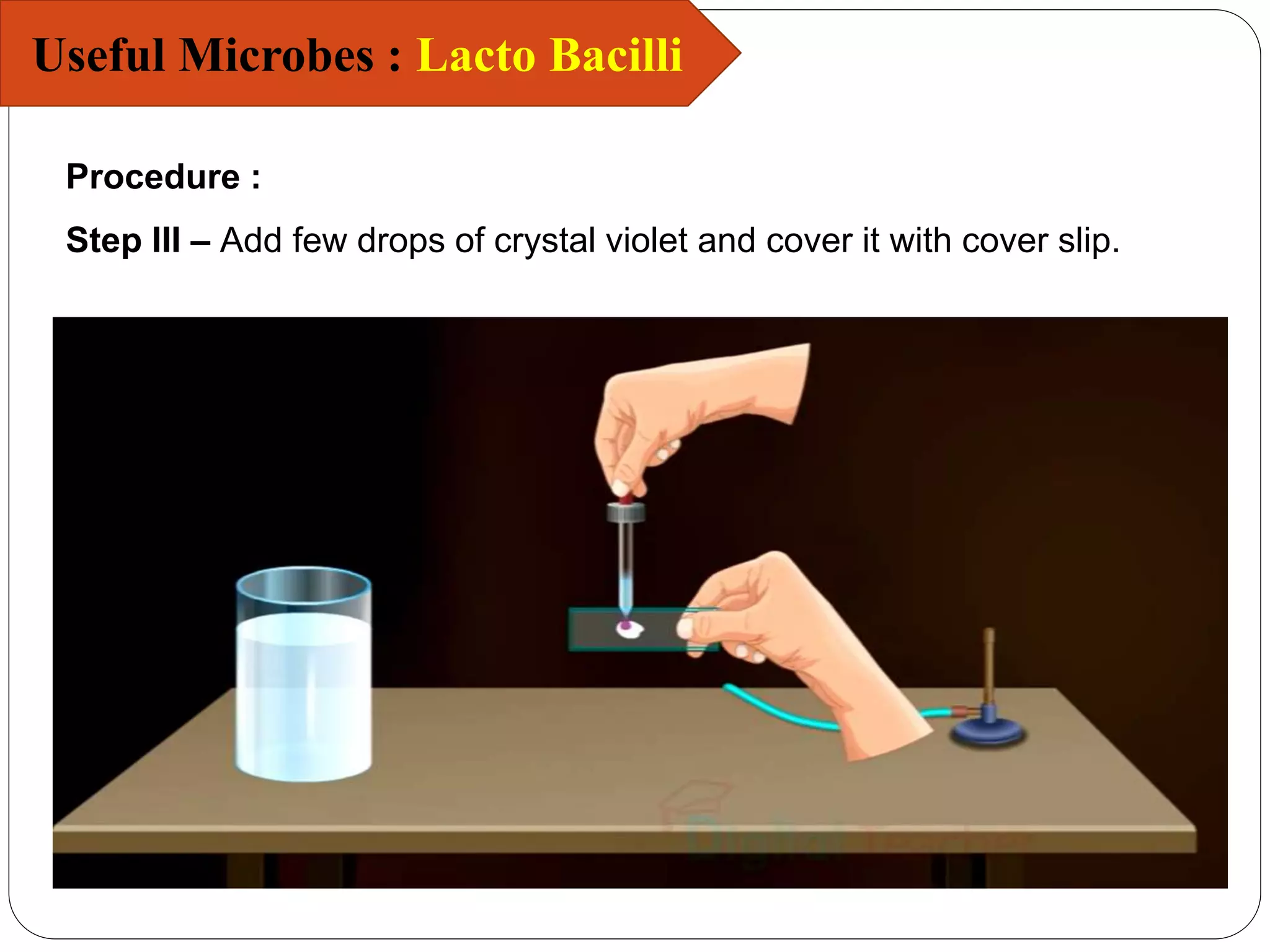 Useful microbes - Lactobacilli | PPTX