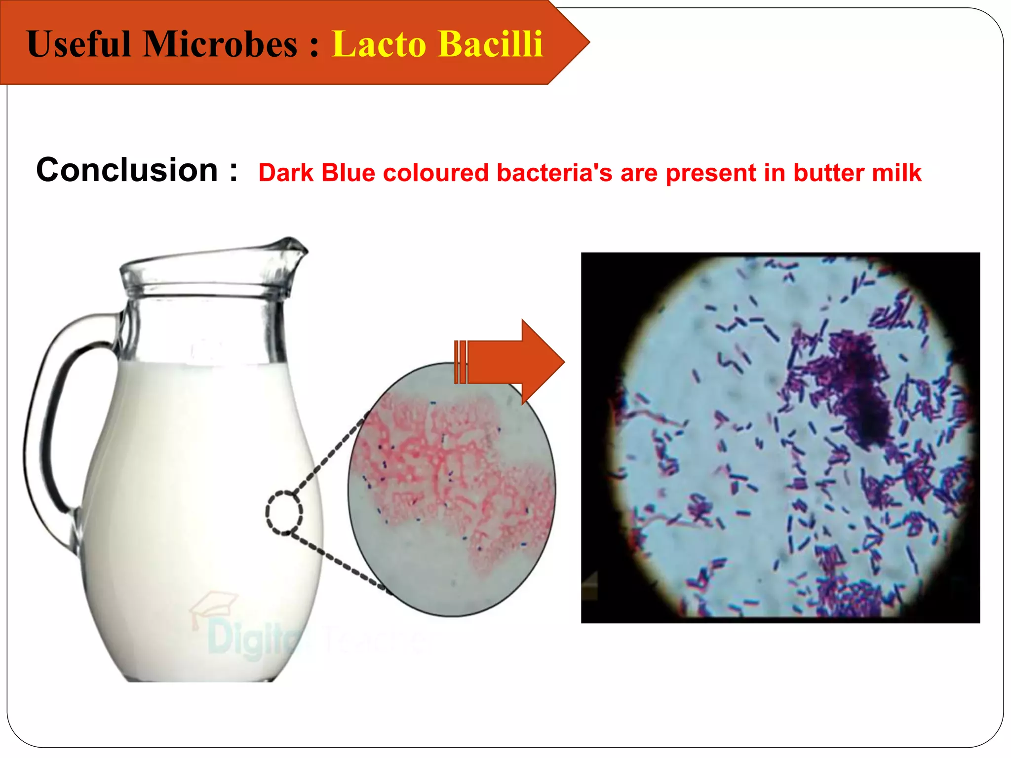 Useful microbes - Lactobacilli | PPTX