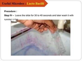Useful microbes - Lactobacilli | PPTX