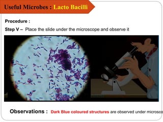 Useful microbes - Lactobacilli | PPTX