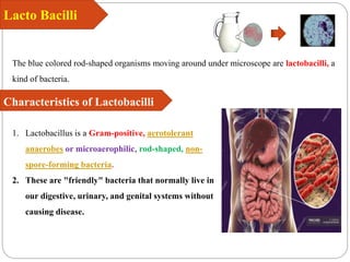 Useful microbes - Lactobacilli | PPTX