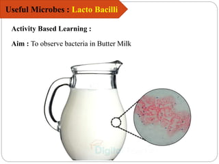 Useful microbes - Lactobacilli | PPTX