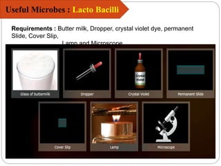 Useful microbes - Lactobacilli | PPTX