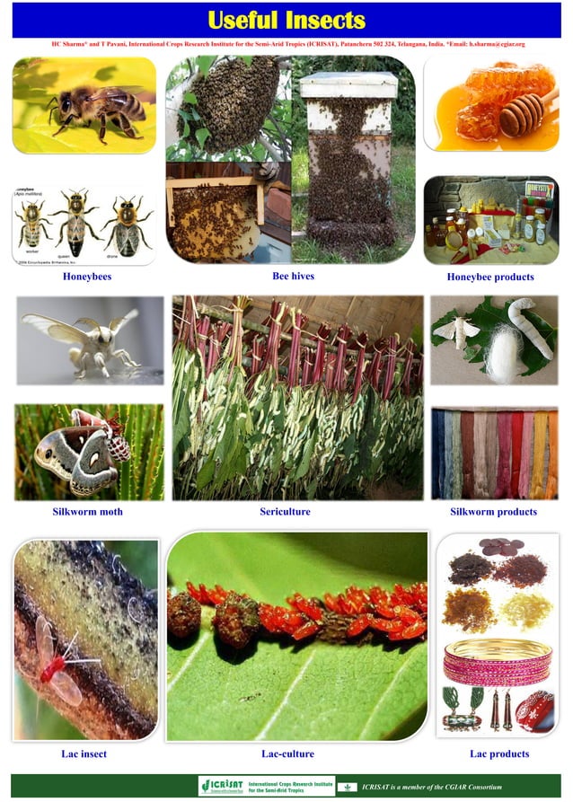 Useful insects | PDF