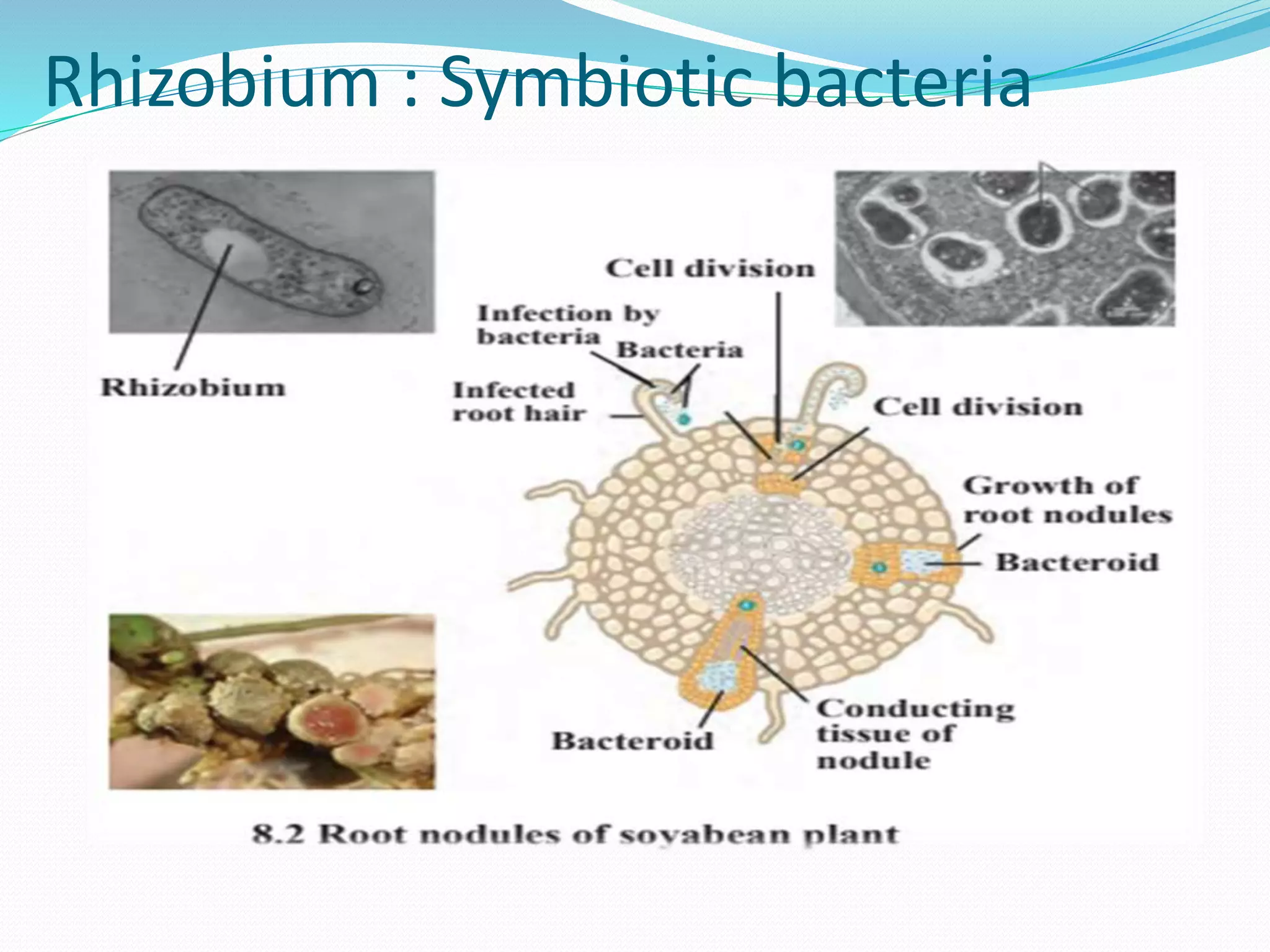 Useful micro organisms ||8. Useful and Harmful Microbes | PPTX