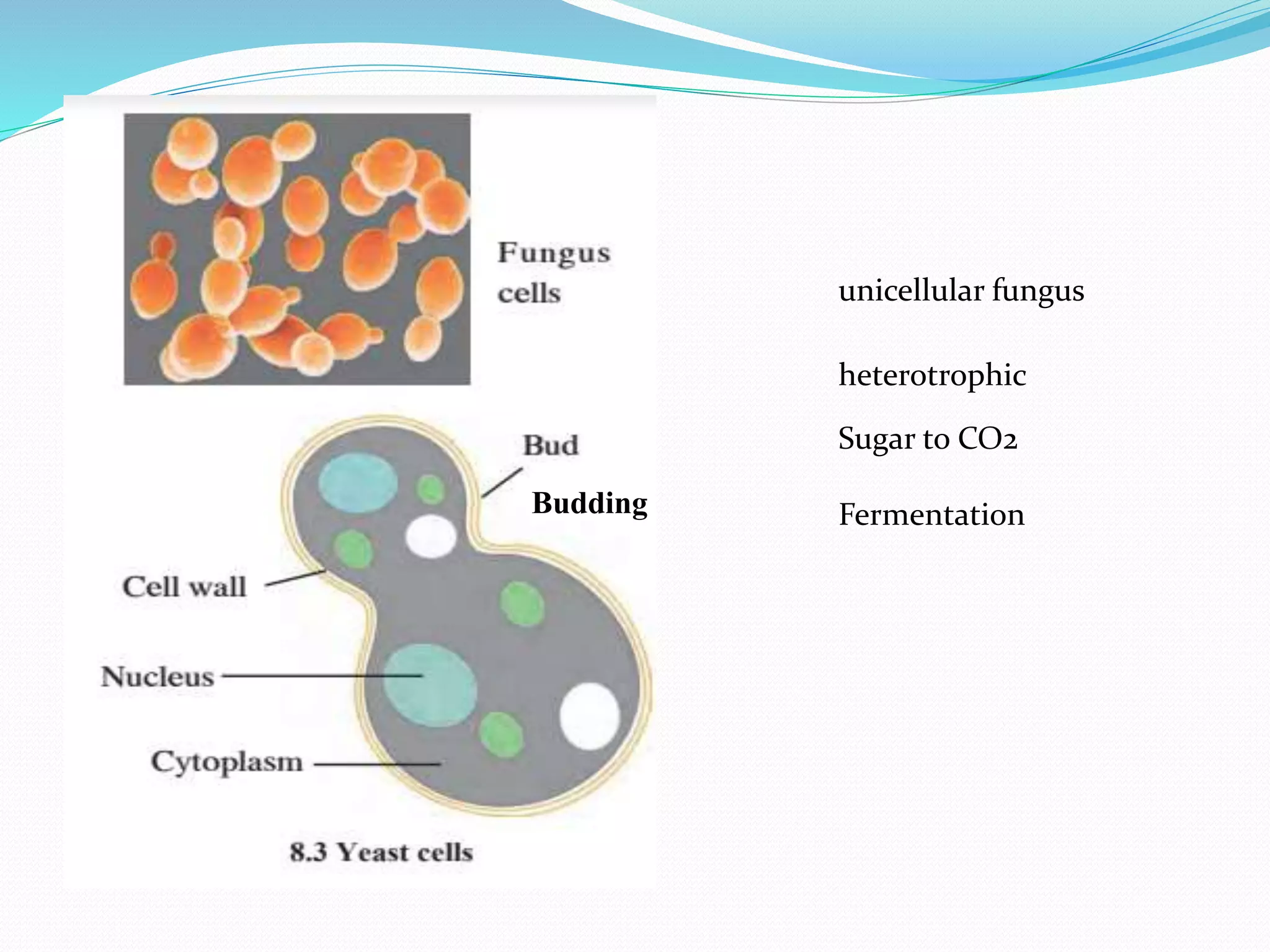 Useful micro organisms ||8. Useful and Harmful Microbes | PPTX