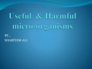 Useful micro organisms ||8. Useful and Harmful Microbes | PPTX