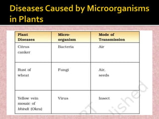 Useful & Harmful microbes | PPTX