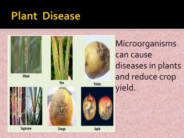 Useful & Harmful microbes | PPTX