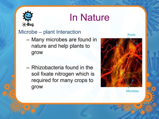 Useful microbes presentation | PPT | Biological Sciences | Science