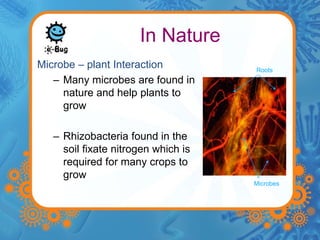 Useful microbes presentation | PPT