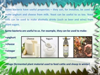 Useful Microorganisms Images