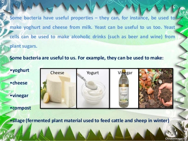 Useful Microorganisms Images