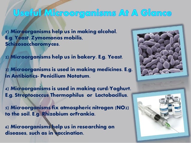 Useful microorganisms