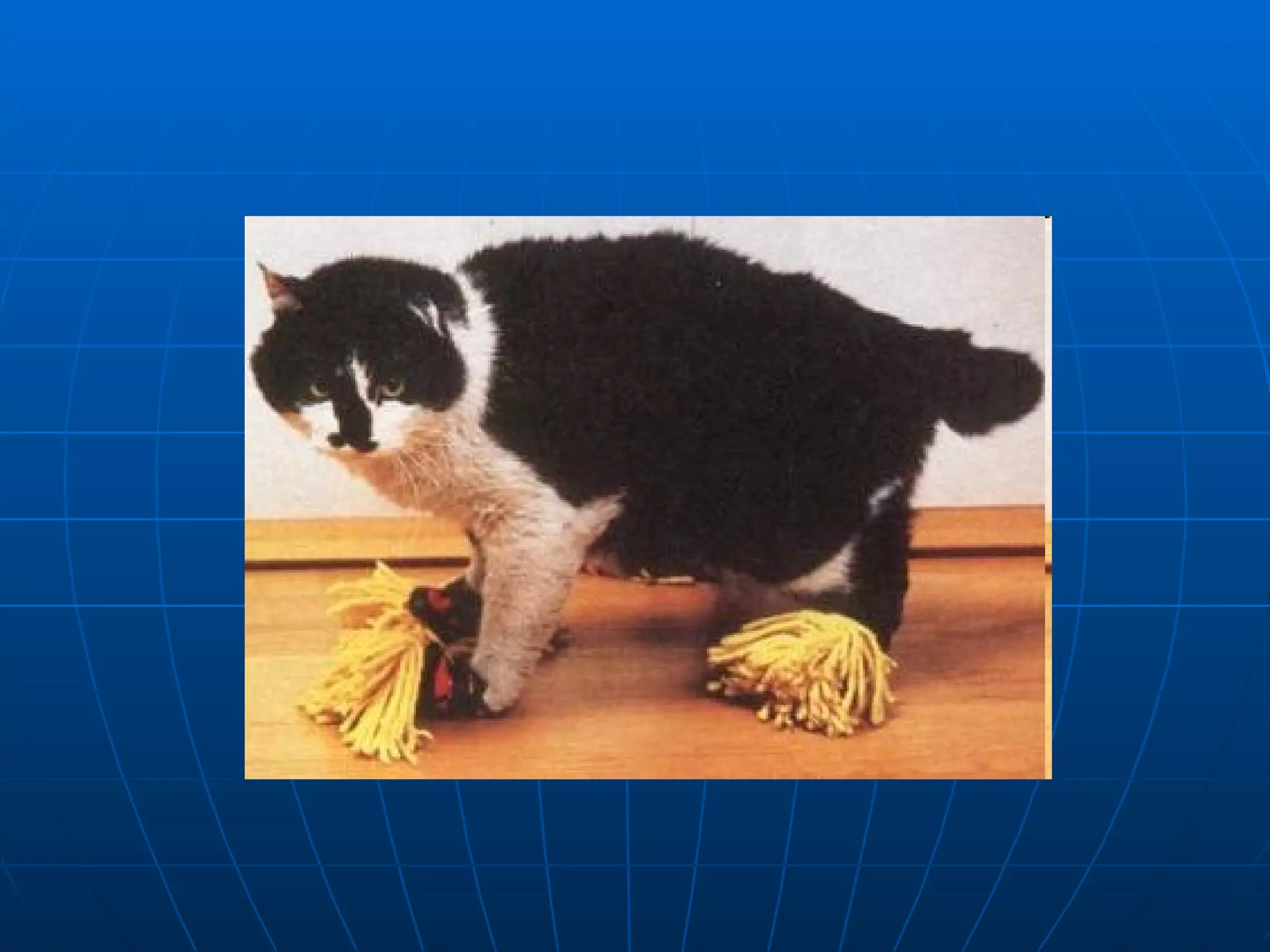 Useless Japanese Inventions | PPT