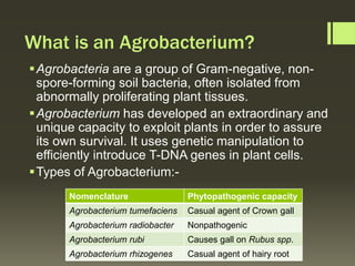 Use of Agrobacterium in Bt Plants.pptx