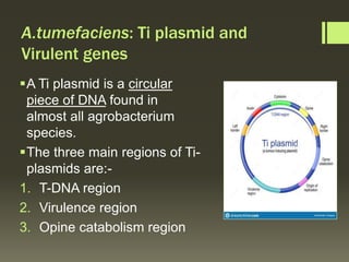 Use of Agrobacterium in Bt Plants.pptx