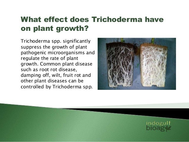 How soil microbes help plants resist disease - Indogulf | PPTX