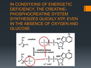 Use of creatine in normal or pathological conditions of muscle and ...