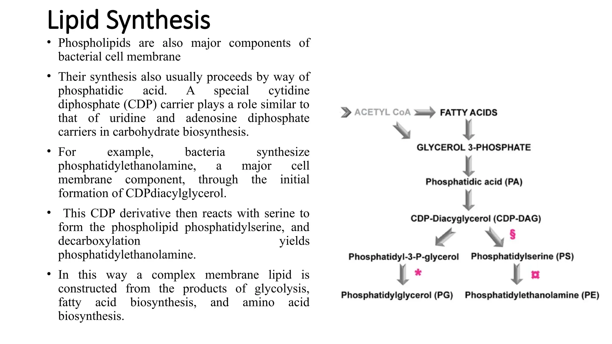 Use of energy in biosynthesis- Unit 8.pptx