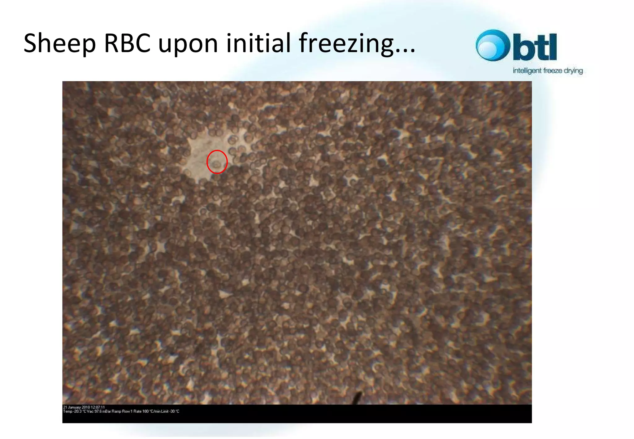 Use Of Freeze Drying Microscopy To Determine Critical Parameters Ppt
