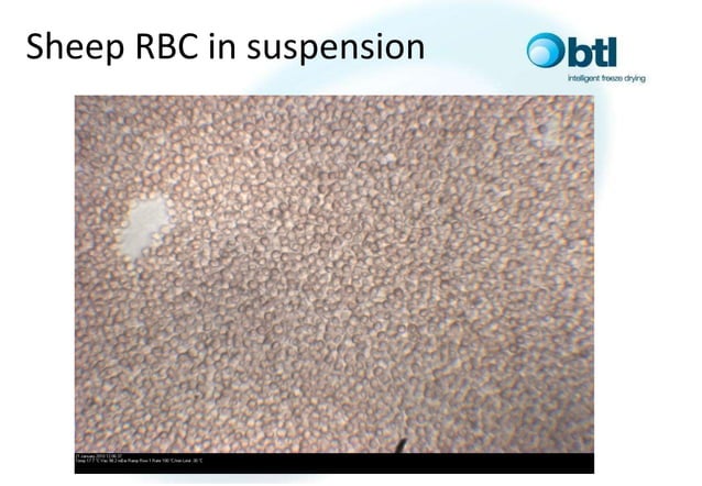 Use Of Freeze Drying Microscopy To Determine Critical Parameters Ppt