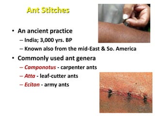 Use of Insects in Medicine 2020.ppt