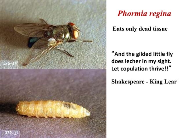 Use of Insects in Medicine 2020.ppt | Herbs and Supplements ...
