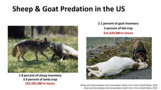 Use of livestock guardians | PPT