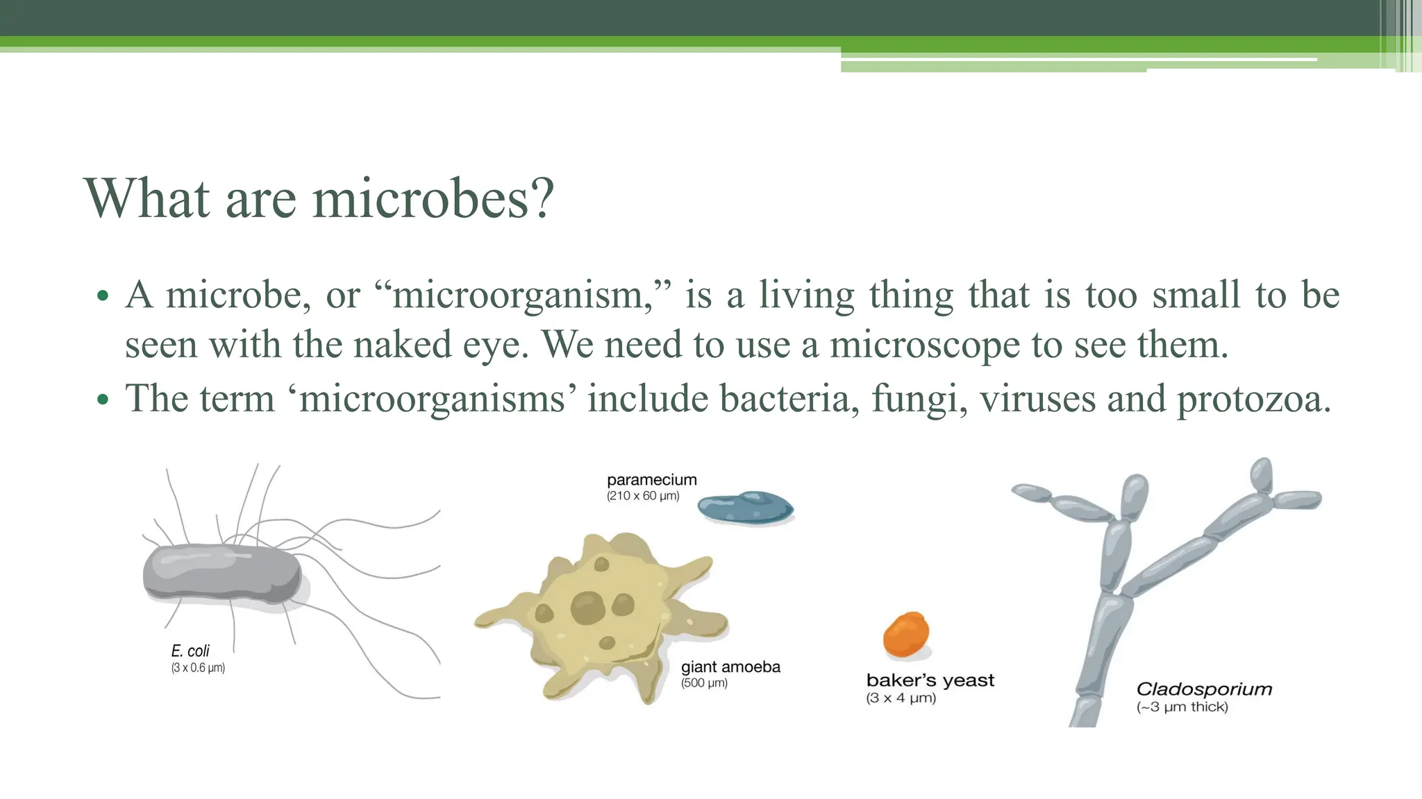 Use of microbes and production of enzymes.pdf
