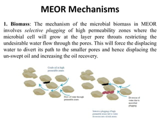Use of microbes in mineral benefication and oil recovery | PPTX