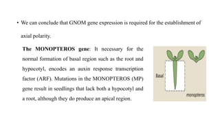 Use of mutants in understanding seedling development.pptx