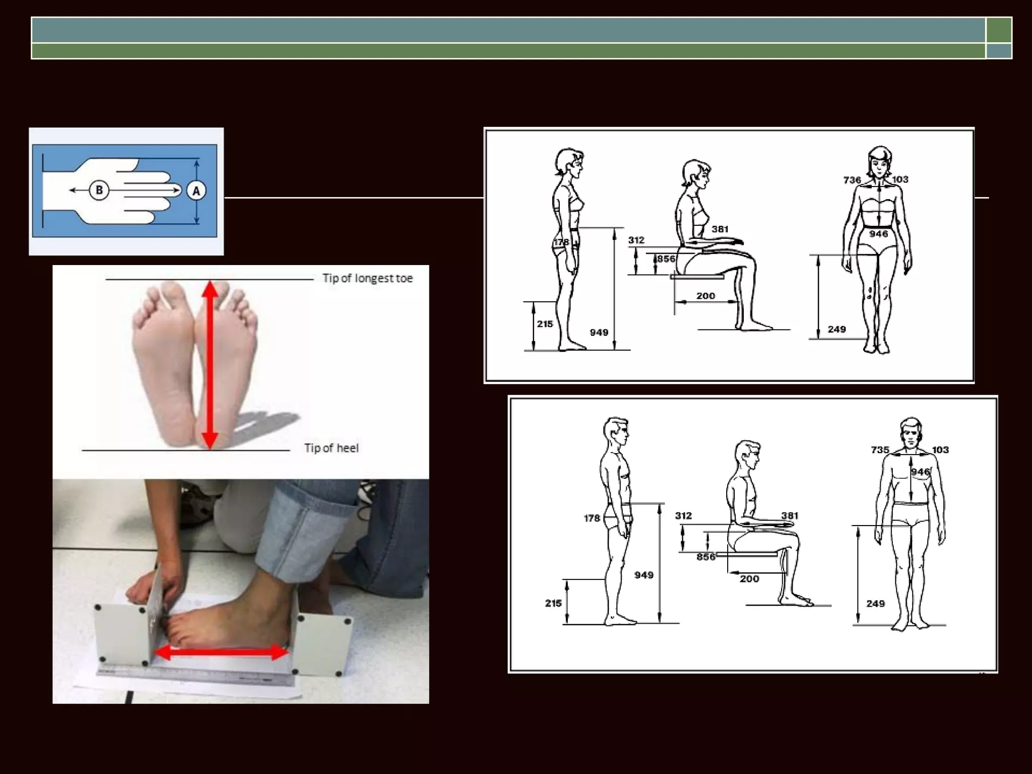 Use of percentiles ,and static and dynamic measurements | PPT
