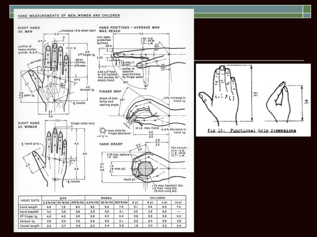 Use of percentiles ,and static and dynamic measurements | PPT