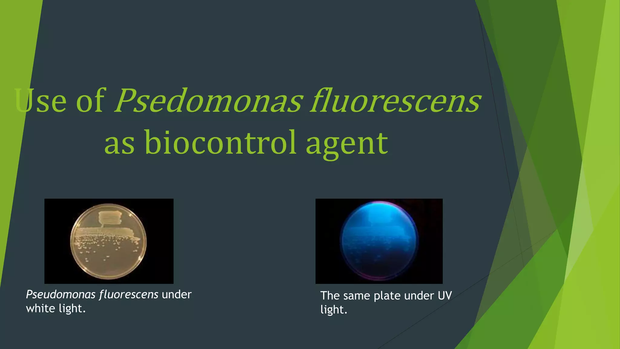 Use Of Pseudomonas Fluoroscens As Biocontrol Agent Pptx Gardening