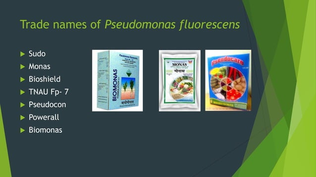 Use Of Pseudomonas Fluoroscens As Biocontrol Agent Pptx Gardening