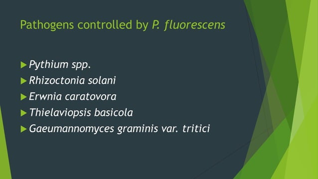 Use Of Pseudomonas Fluoroscens As Biocontrol Agent Pptx Gardening