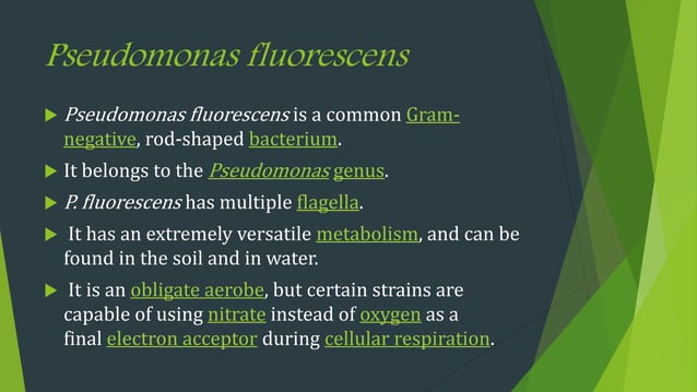 Use Of Pseudomonas Fluoroscens As Biocontrol Agent Pptx Gardening