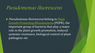 Use of Pseudomonas fluoroscens as biocontrol agent | PPTX