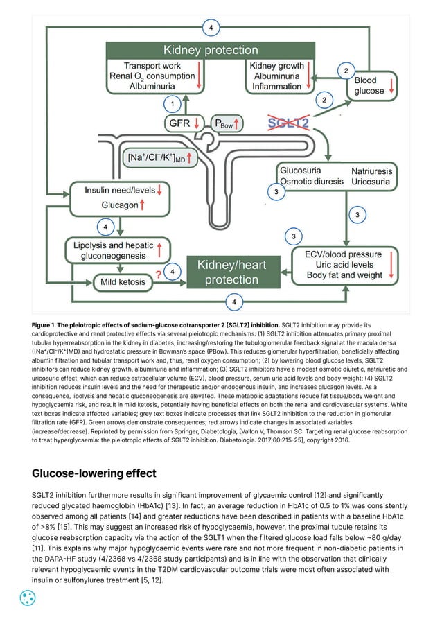 Use of SGLT2 inhibitors in cardiovascular diseases_ why, when and how ...
