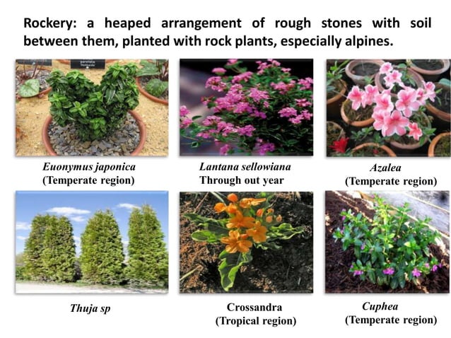 Use of shrubs in landscaping | PDF | Gardening | Home & Garden