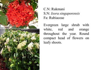 Use of shrubs in landscaping | PDF | Gardening | Home & Garden